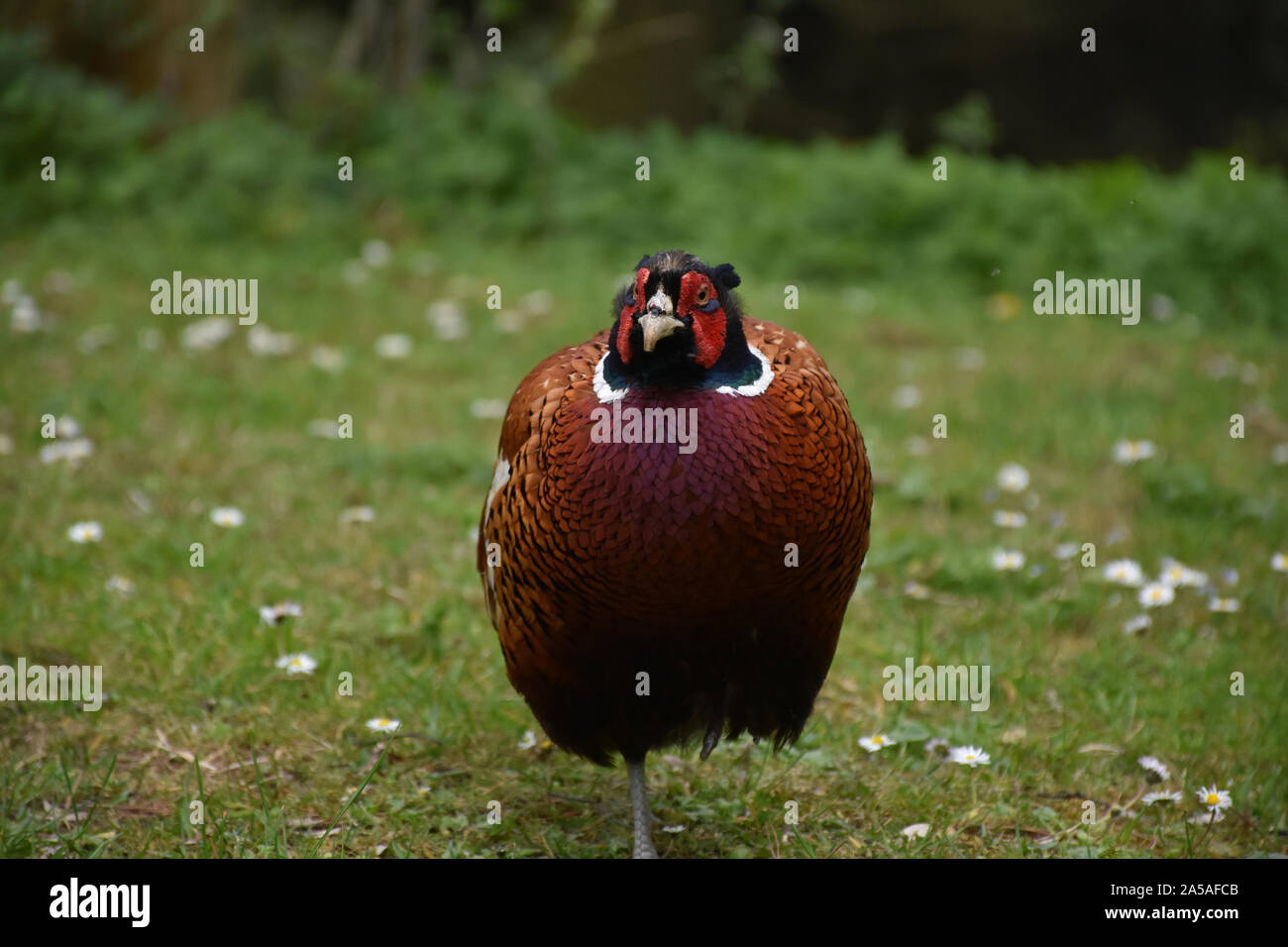 A colorful male pheasant standing still on one leg Stock Photo - Alamy