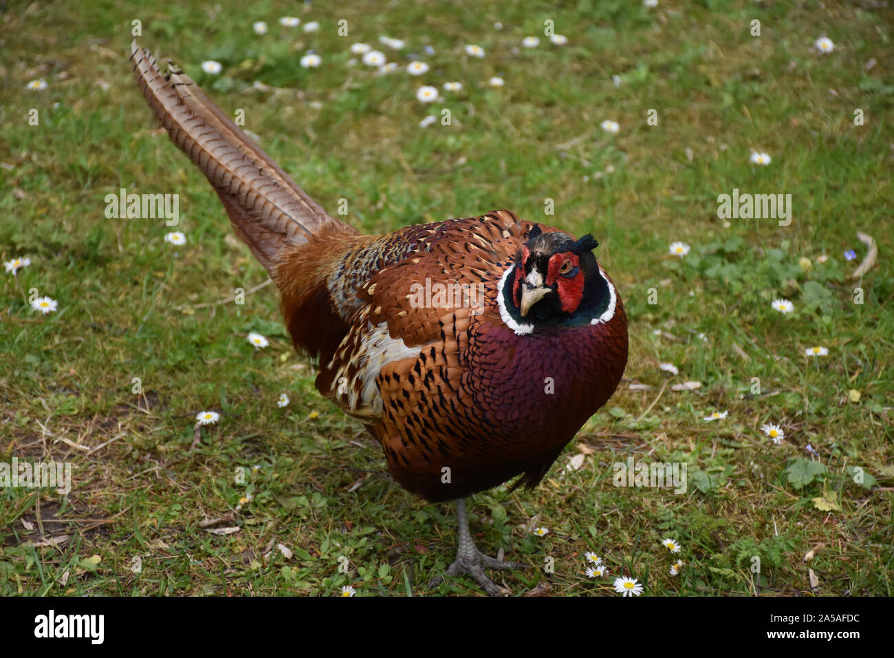 Beautiful brightly colored male pheasant in Engalnd Stock Photo - Alamy