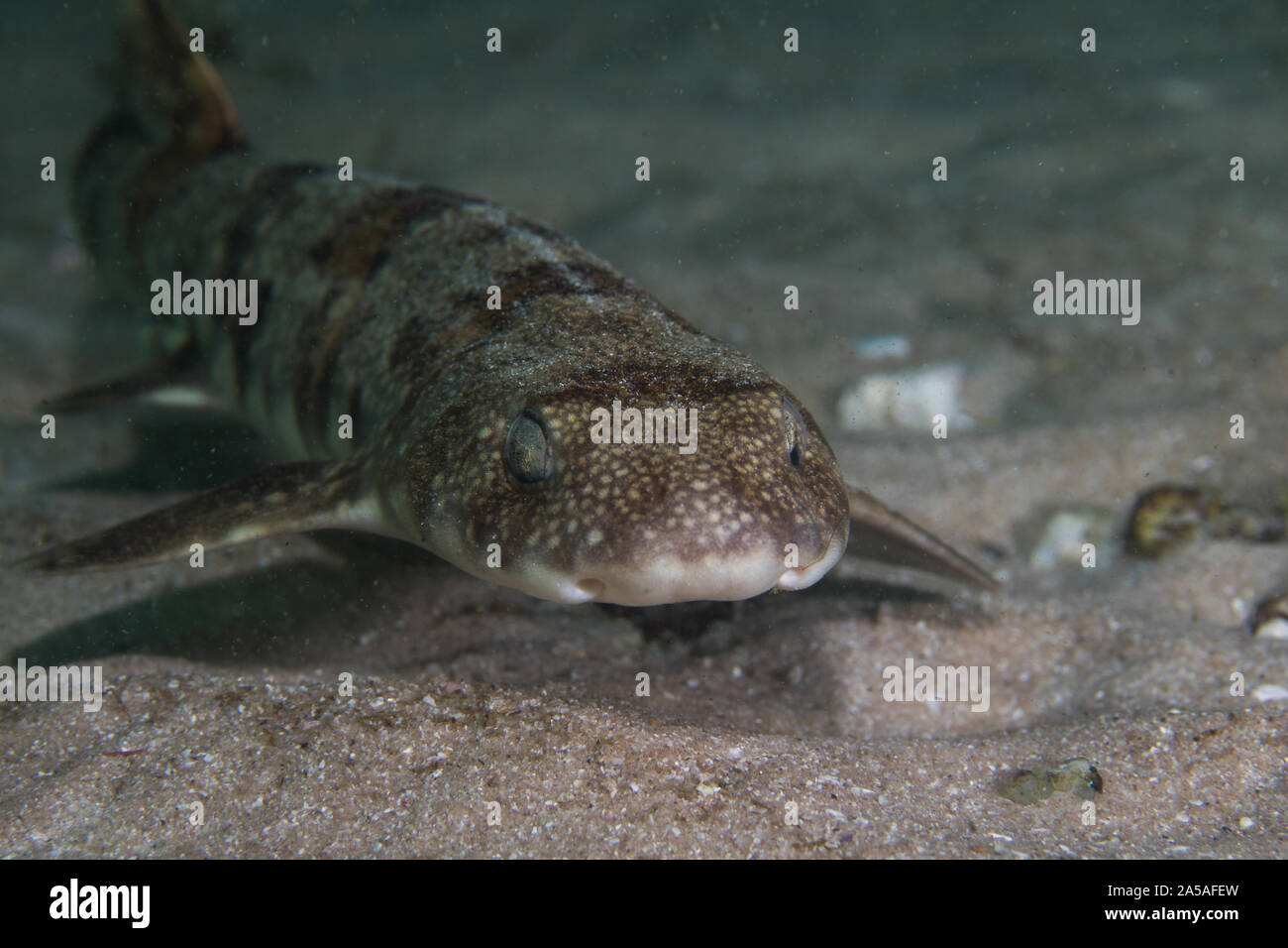 Puff adder shy shark hi-res stock photography and images - Alamy
