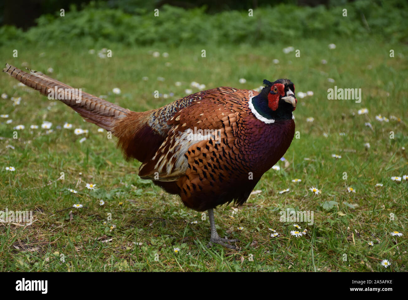 Fantastic side profile of a male pheasant in the United Kingdom Stock ...