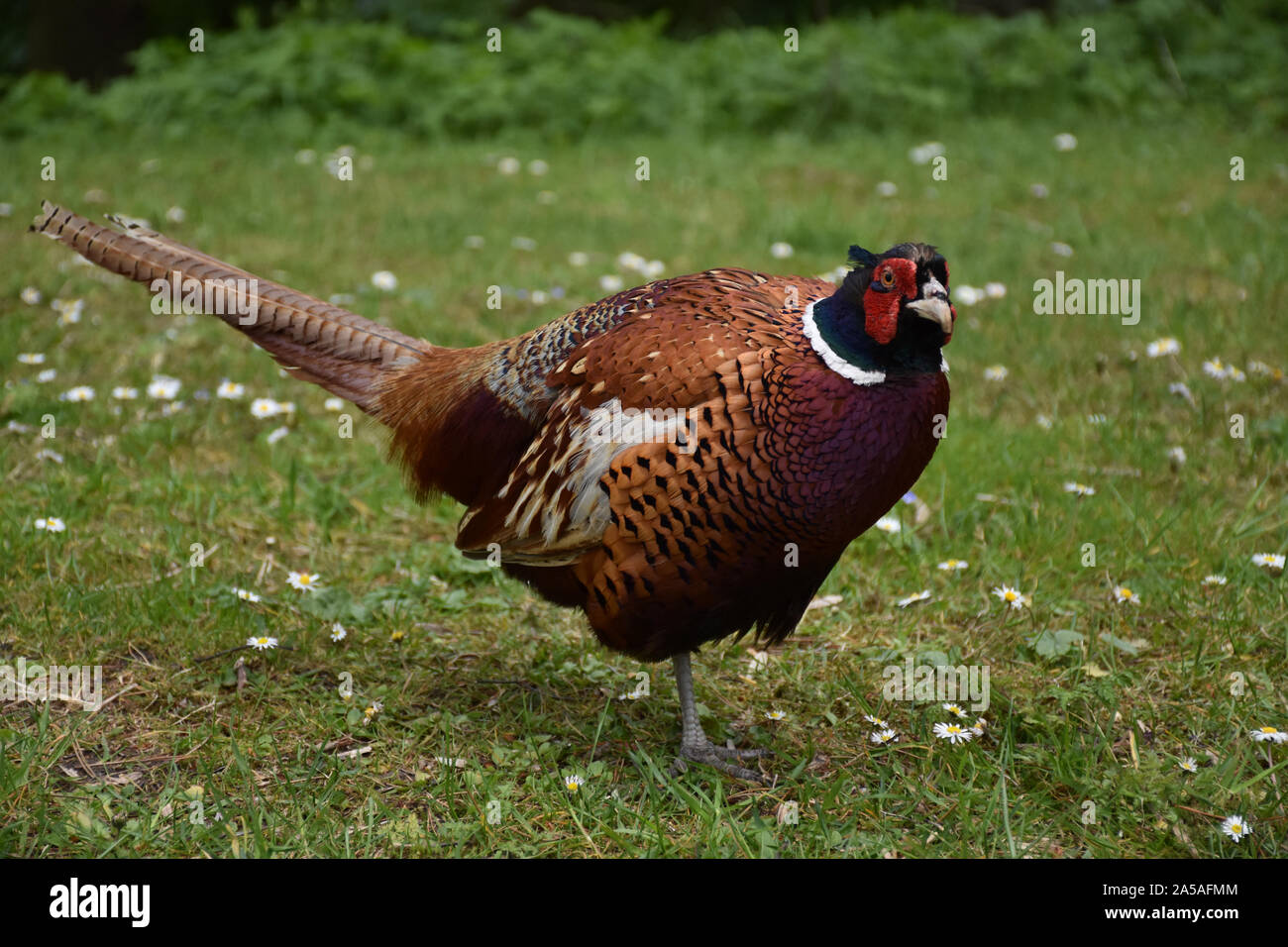 Stunning capture of a wild pheasant in England Stock Photo - Alamy