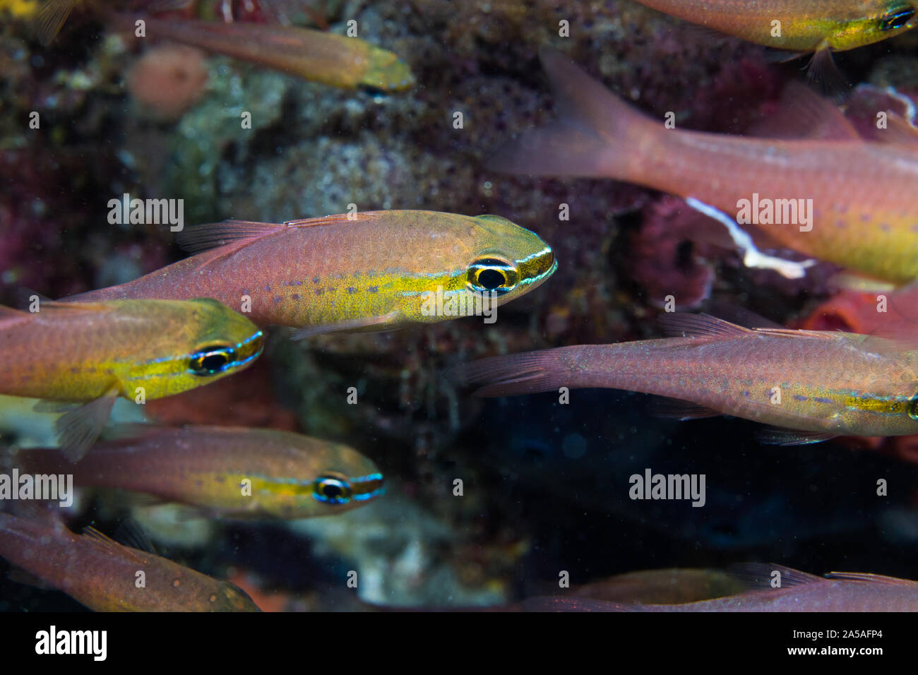 Short-tooth cardinal or Goldbelly cardinalfish (Ostorhinchus ...