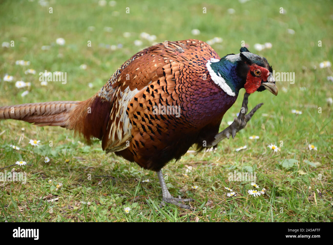 Spring time with a pheasant scratching with his foot Stock Photo - Alamy