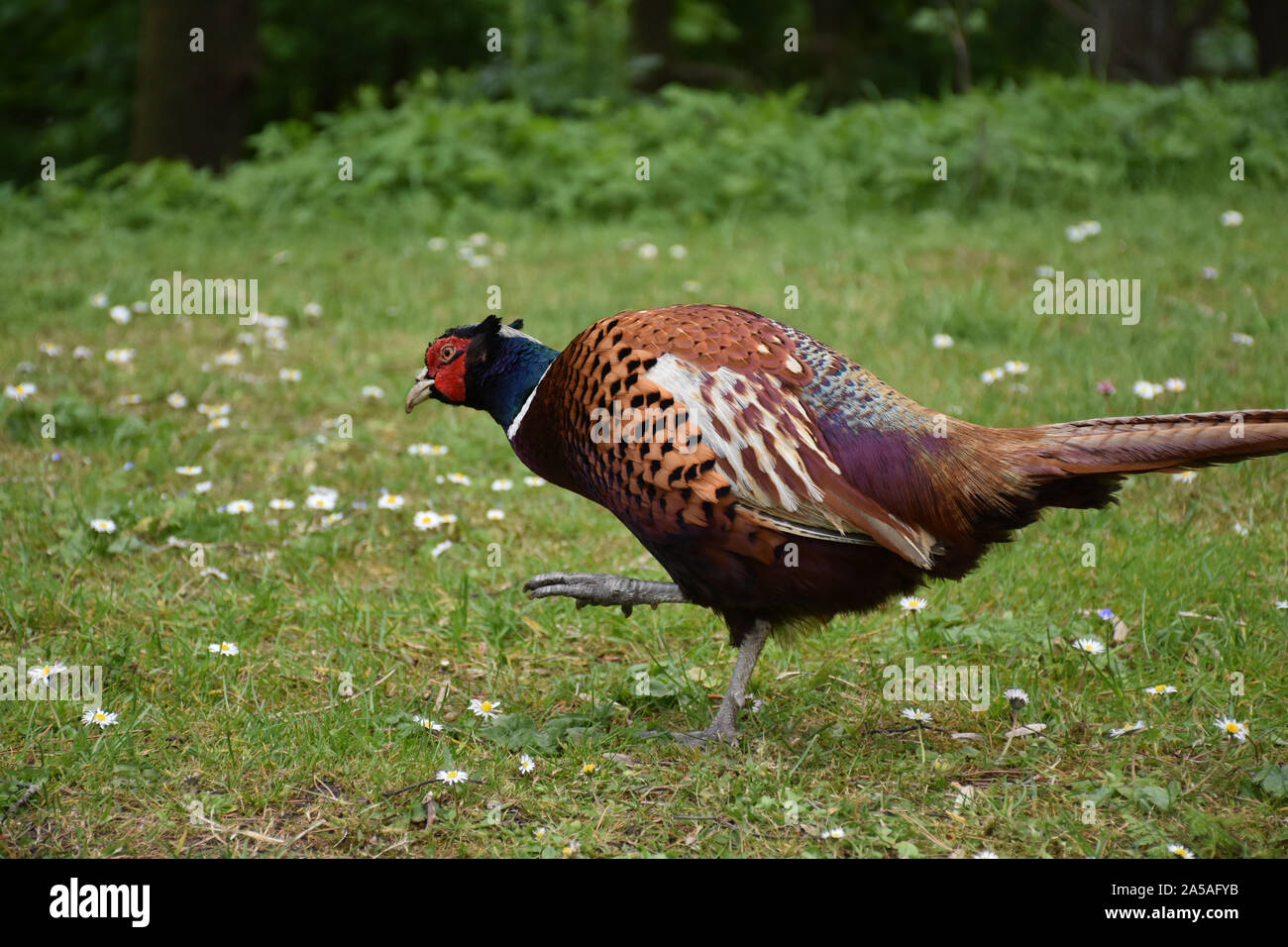 Game pheasant creeping forward in tall grass Stock Photo - Alamy