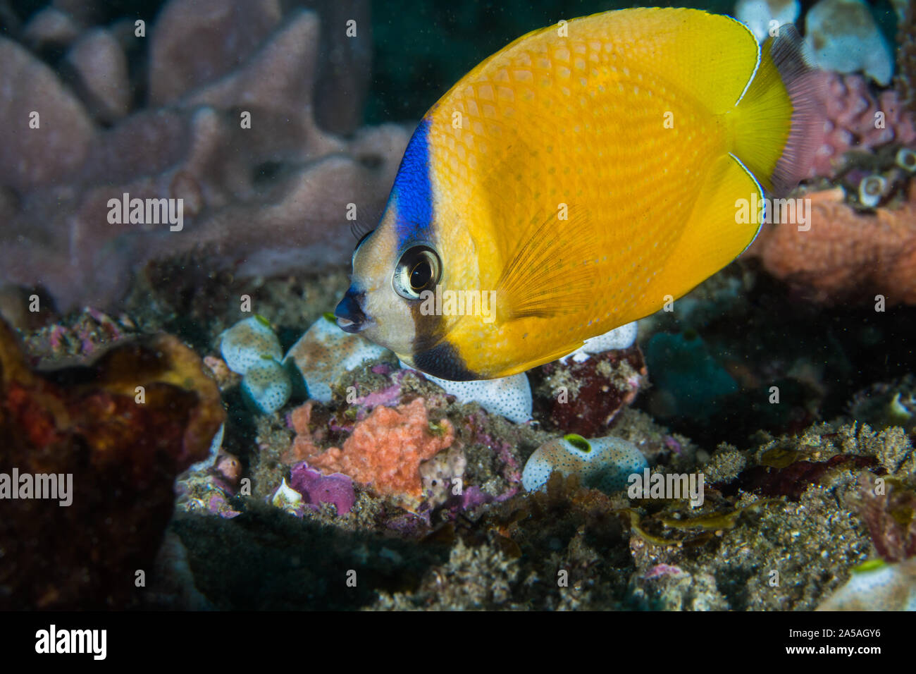 Whitespotted butterflyfish or Klein's butterflyfish (Chaetodon kleinii ...