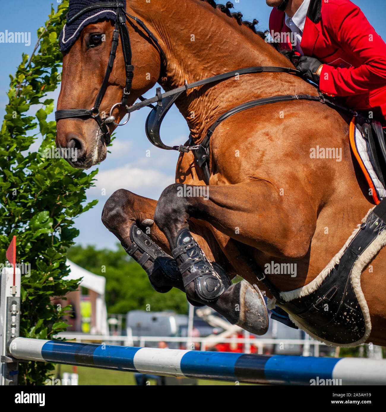 Horse Jumping, Equestrian Sports, Show Jumping Competition themed photo ...