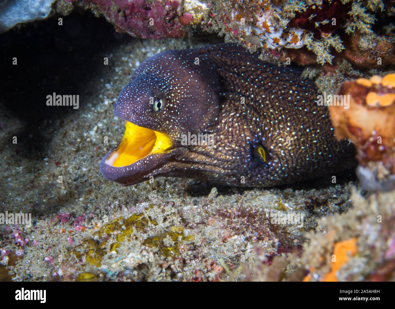 Yellow-mouth moray or Starry moray (Gymnothorax nudivomer) close up ...