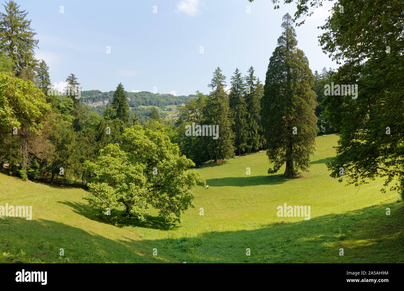 Beautiful park in a hilly landscape with centuries-old trees Stock ...