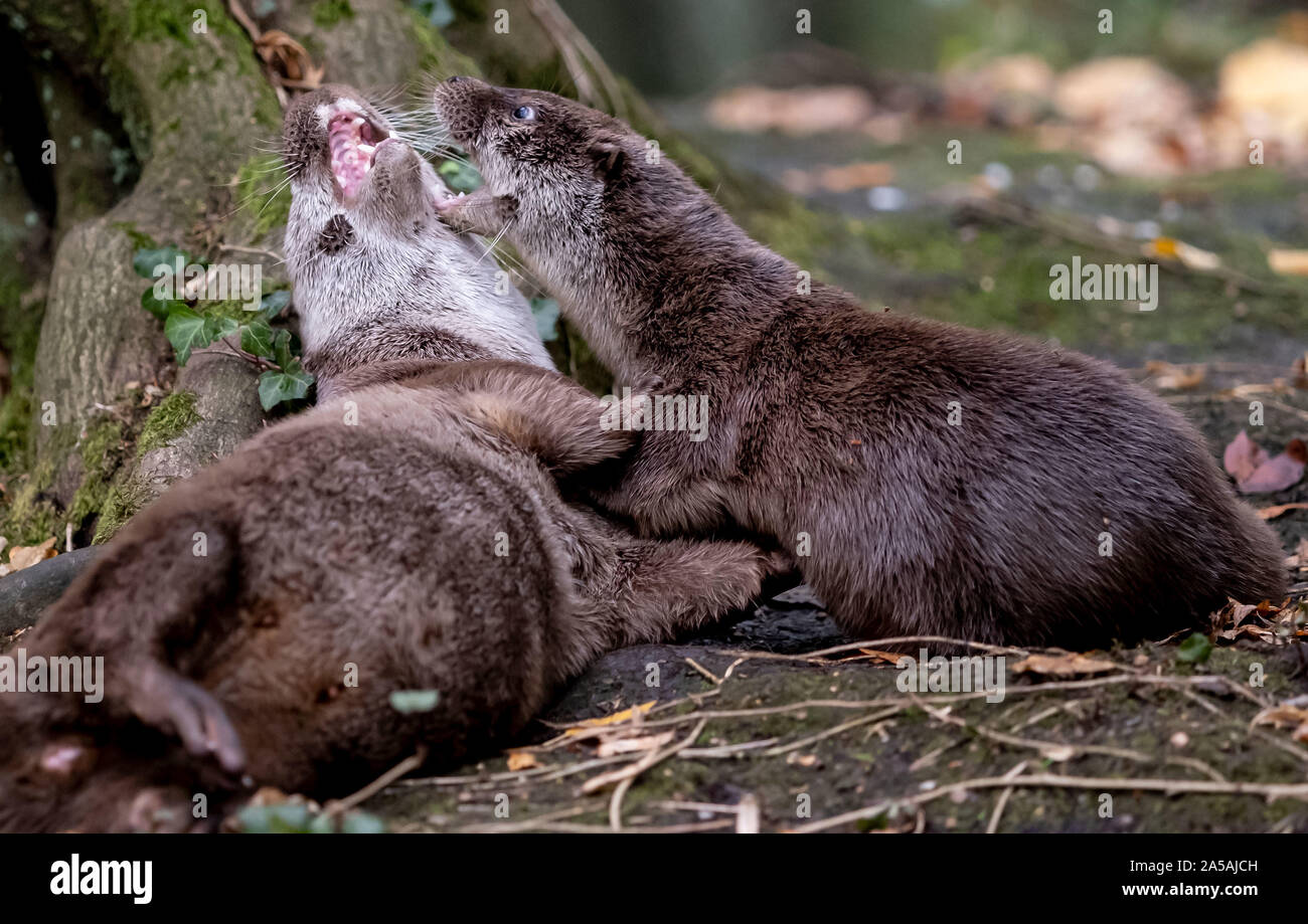 19 October 2019, Lower Saxony, Springe: Two otters play in the bison ...