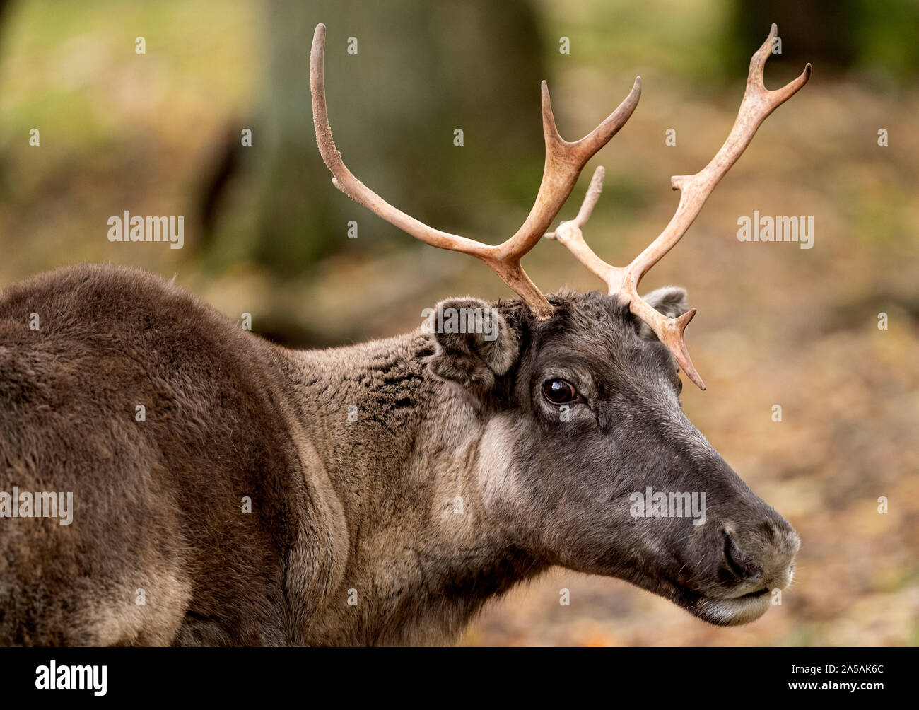 Springe, Germany. 19th Oct, 2019. There's a reindeer in the wisent ...