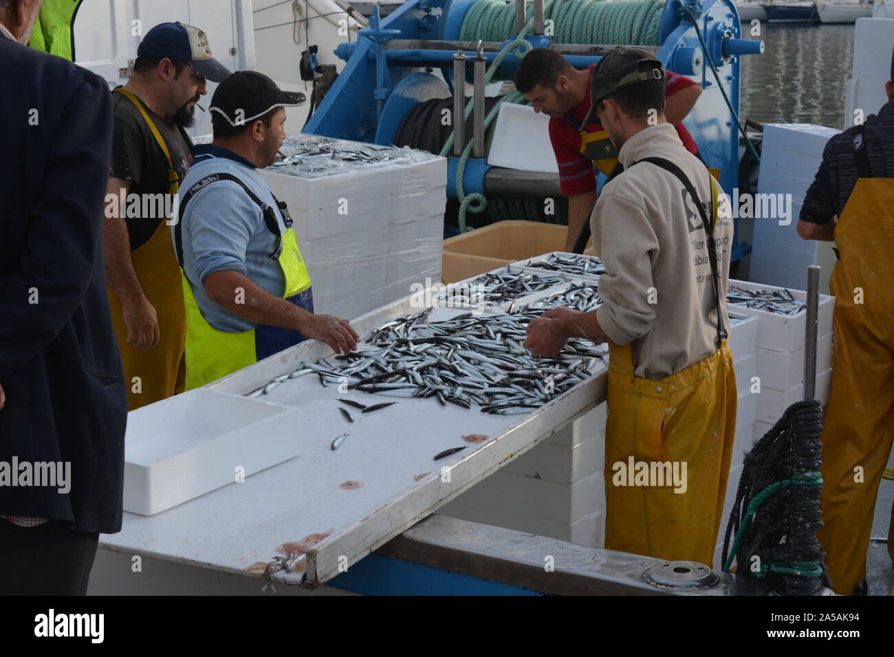 Fishermen sorting catch of fresh fish onboard trawler and unloading ...