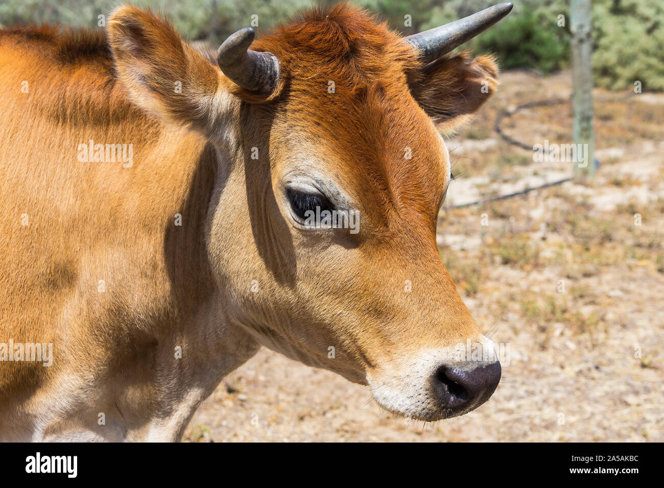 Domestic cow, Bos Taurus, on an Australian farm Stock Photo - Alamy