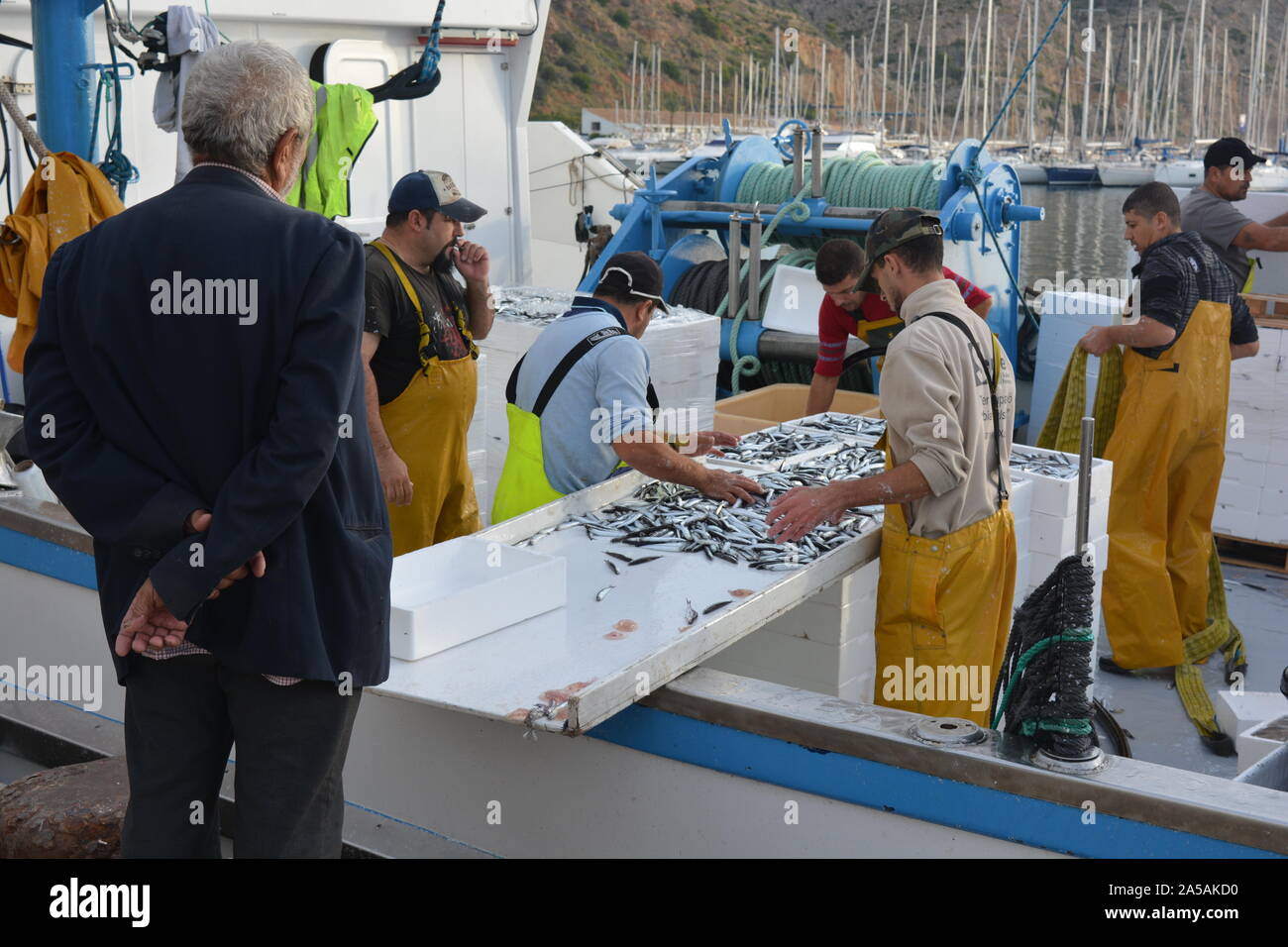 Senior man watching fishermen sorting catch of fresh fish onboard ...