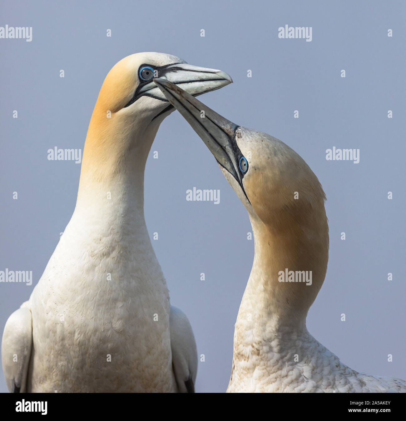 Gannets fencing hi-res stock photography and images - Alamy