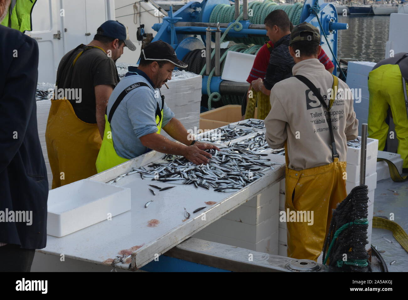 Fishermen sorting catch of fresh fish onboard trawler and unloading ...