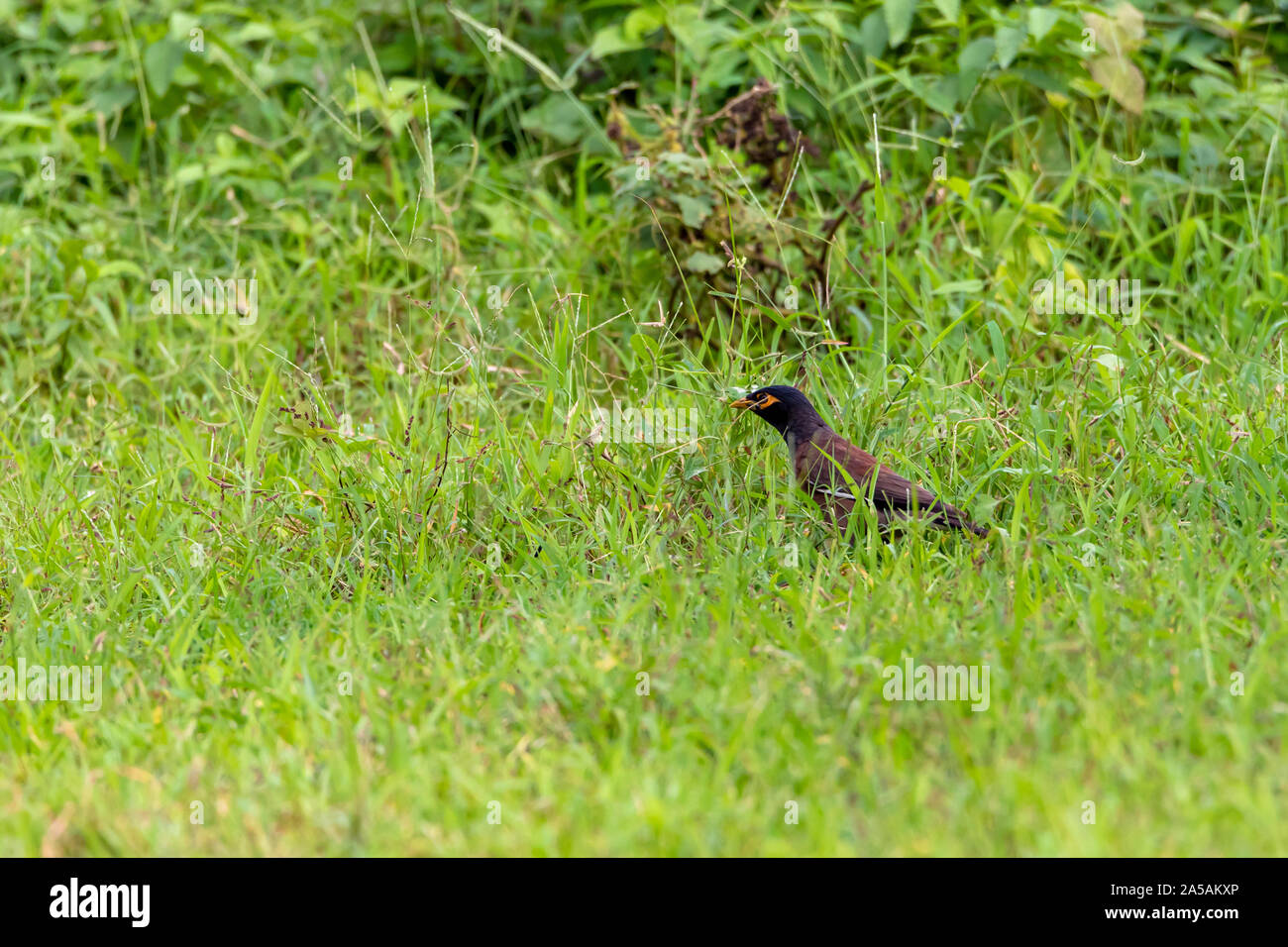 The Common Myna is brown with a black head. It has a yellow bill, legs ...
