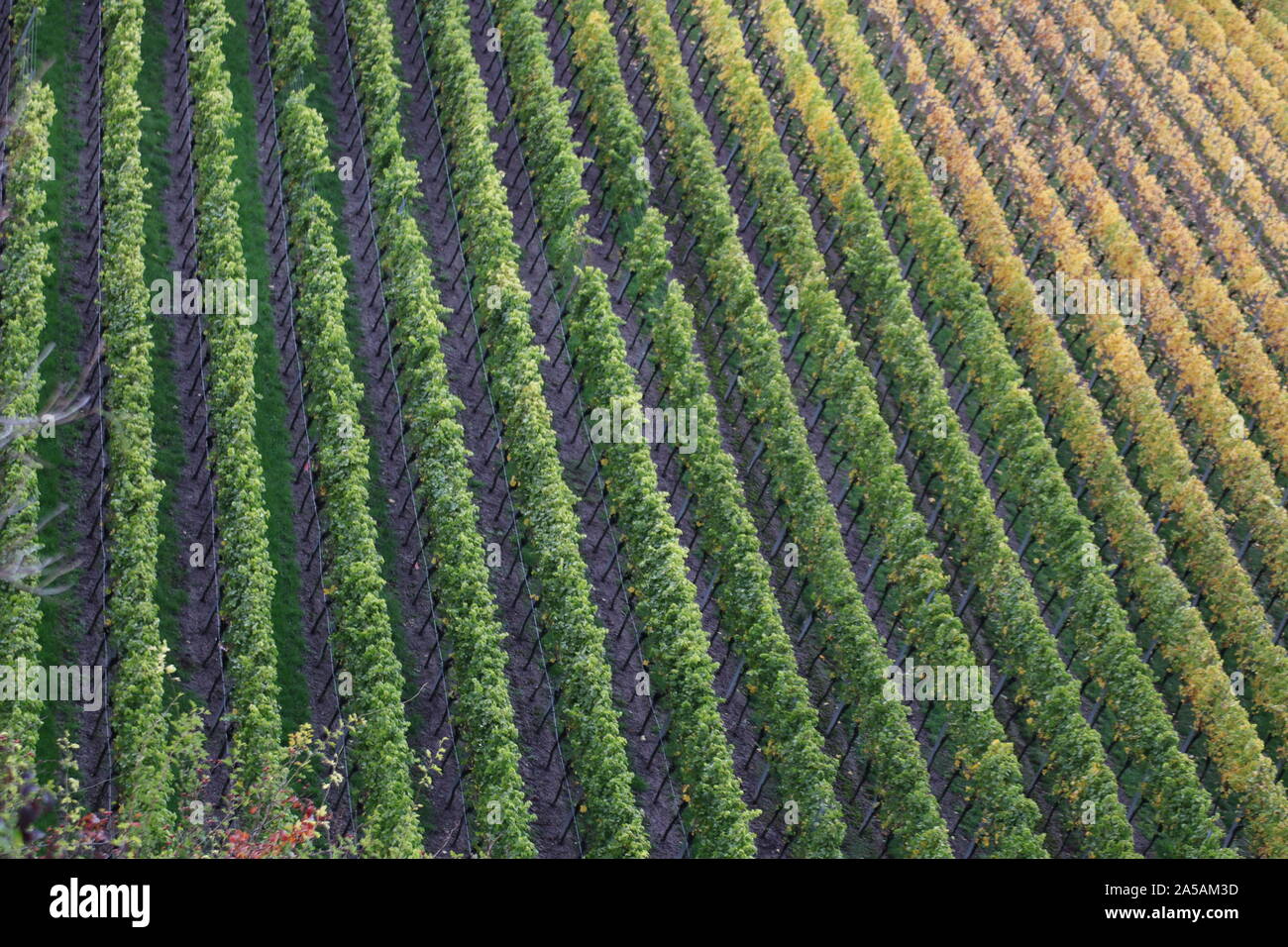 Autumn in the vineyard Stock Photo - Alamy