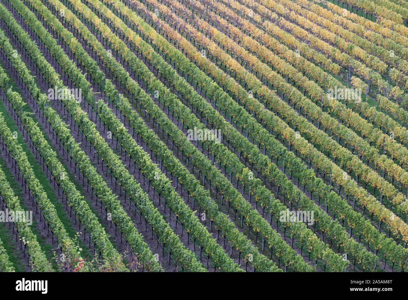 Autumn in the vineyard Stock Photo - Alamy