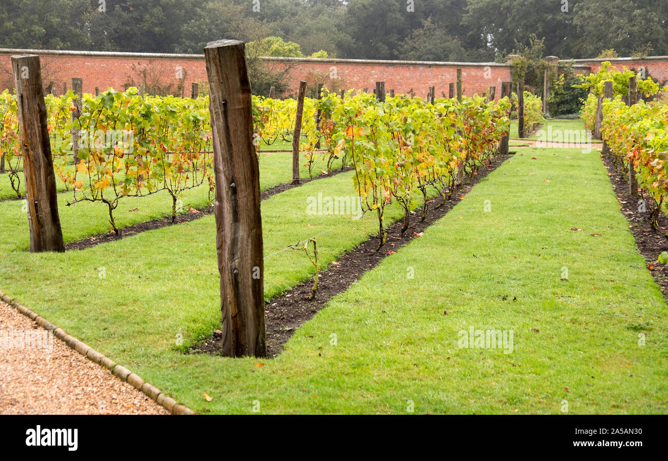 Vineyard example hi-res stock photography and images - Alamy