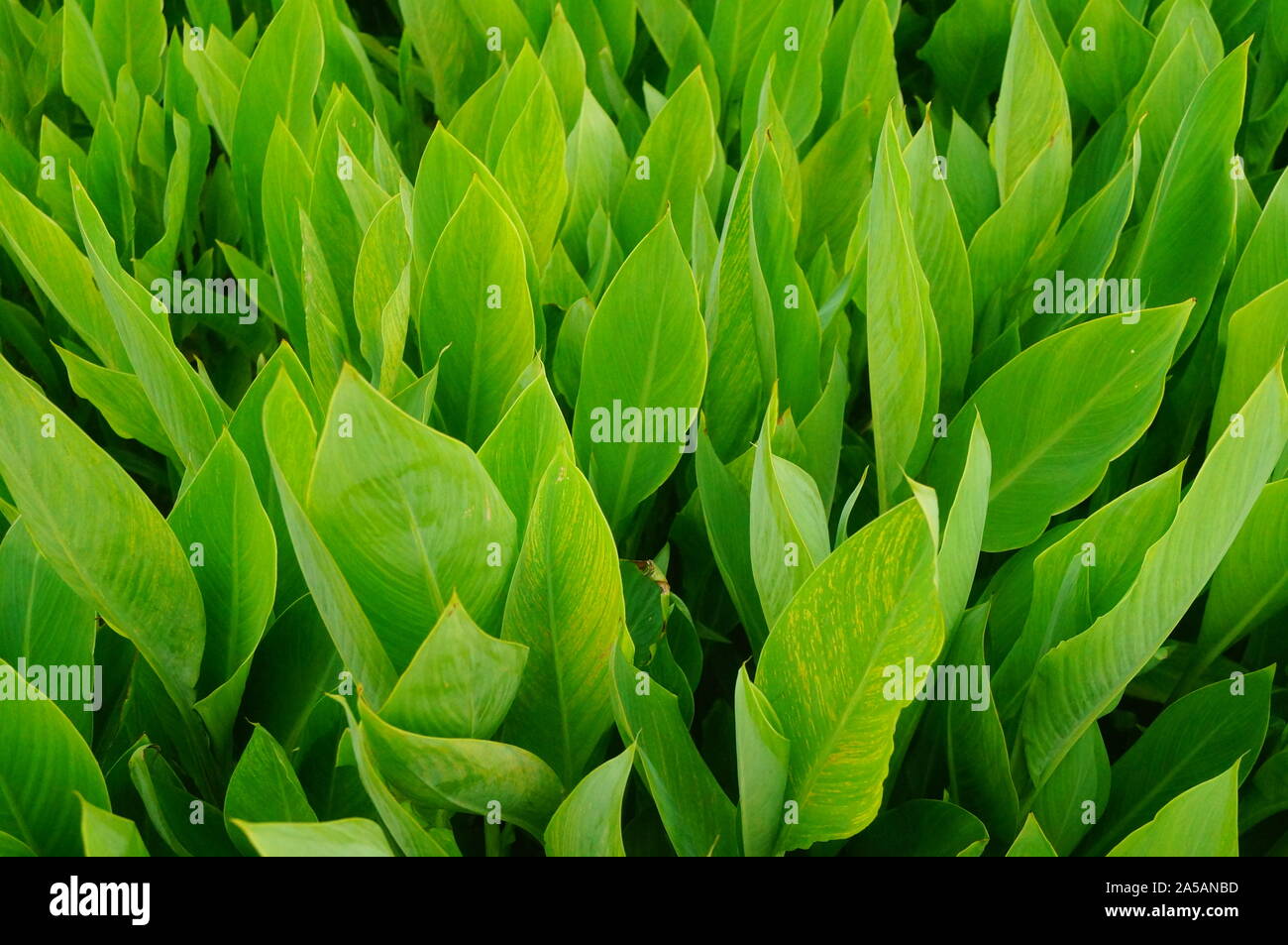Canna green plant landscape Stock Photo - Alamy