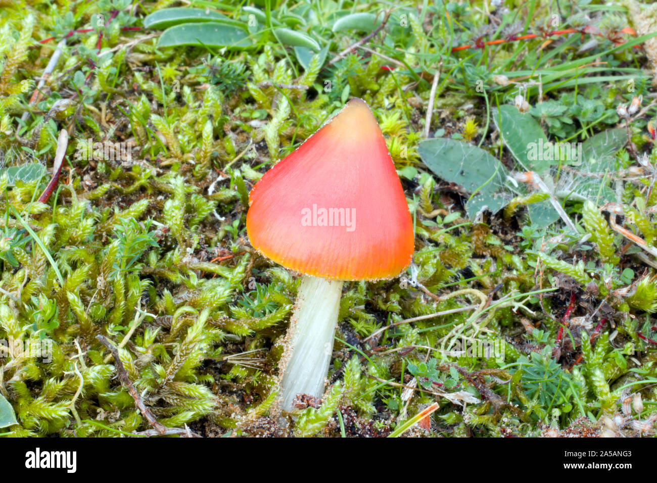 Fungus in both northern and southern hemispheres hi-res stock ...