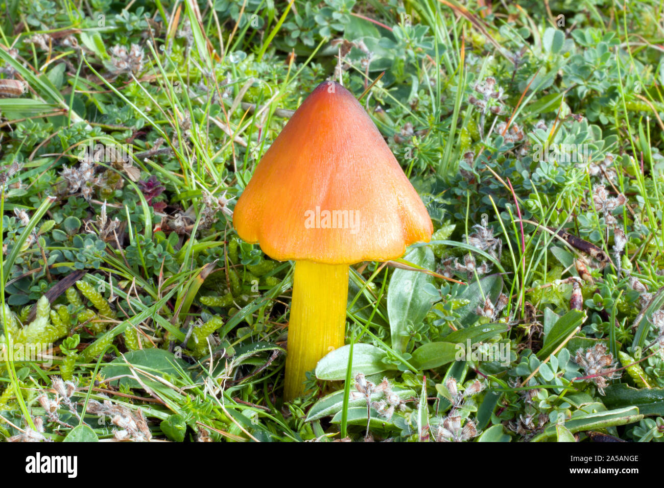 Hygrocybe conica (conical wax cap) is widely distributed in grasslands ...