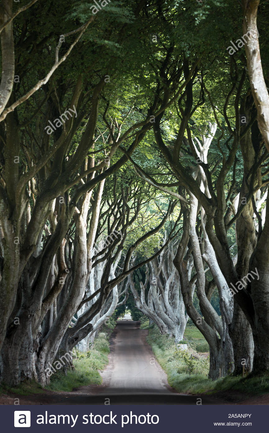 Beech Tree Lined Road High Resolution Stock Photography and Images - Alamy