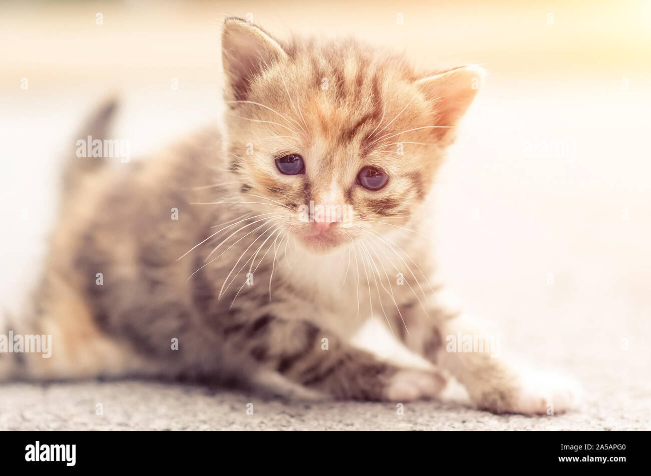 Cute sad little cat cub Stock Photo - Alamy