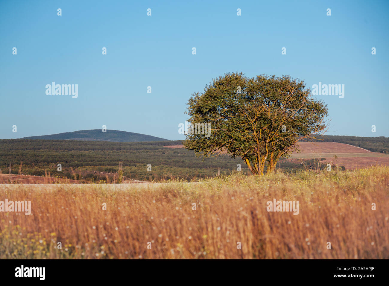 one tree stands in the field landscape Stock Photo - Alamy