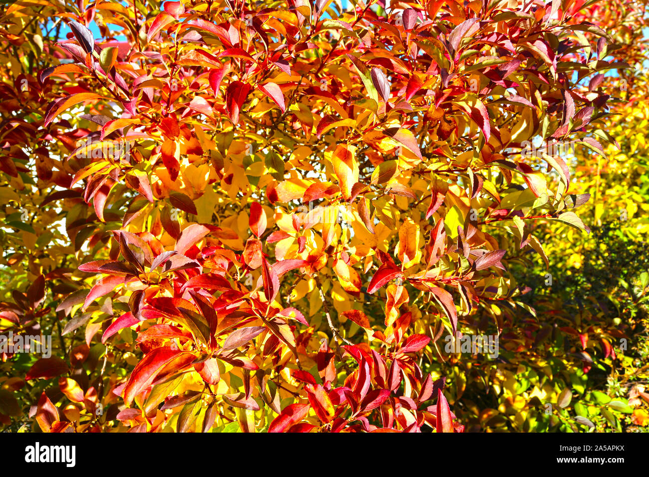 Shrub with yellow and red autumn leaves lit by the sun Stock Photo - Alamy