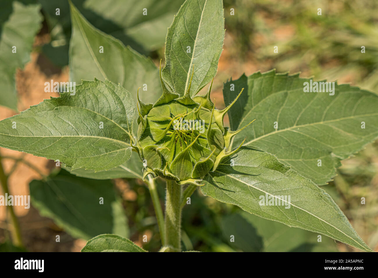 Opening blooms hi-res stock photography and images - Alamy