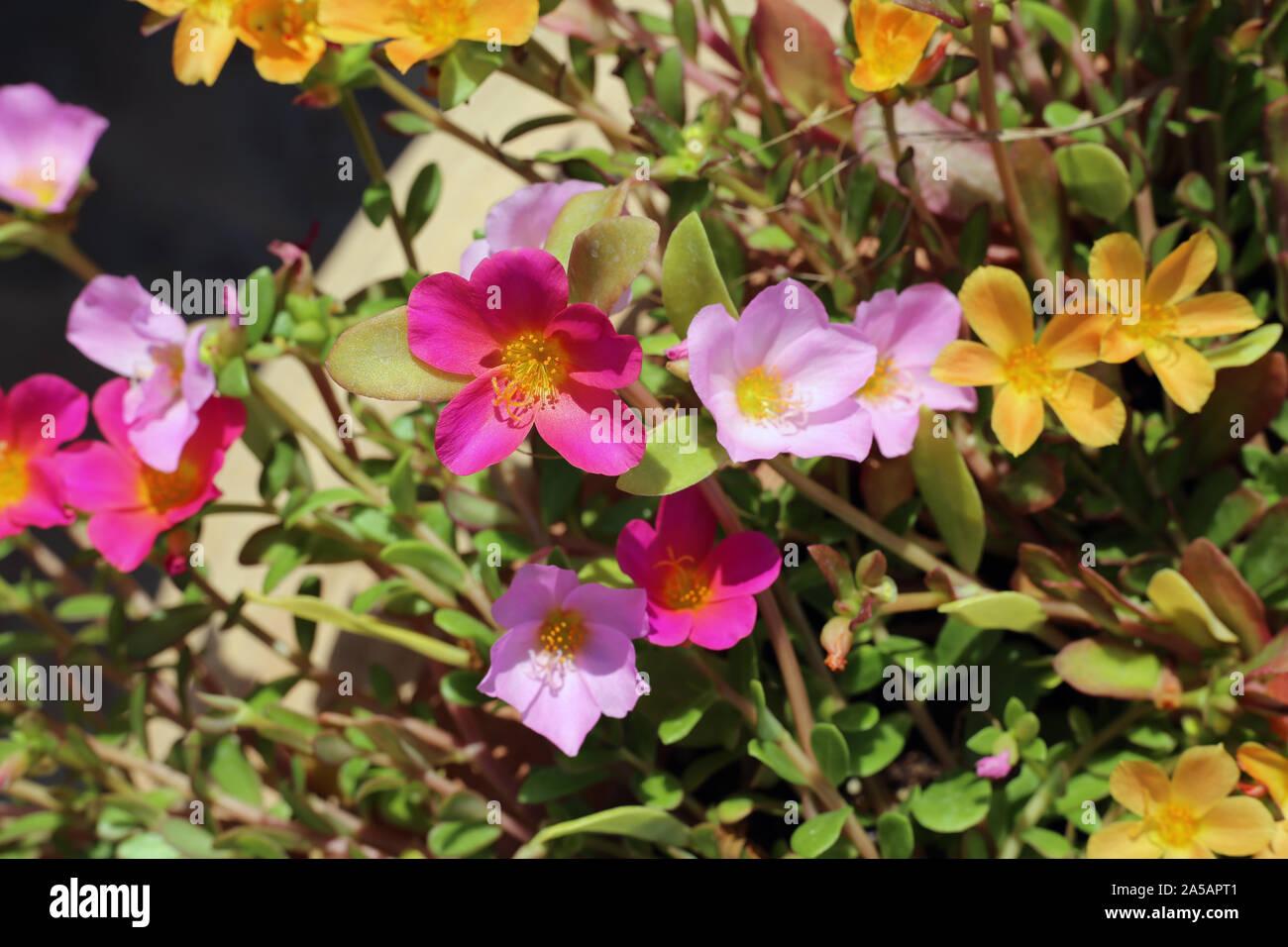 Big blooming flowers hi-res stock photography and images - Alamy