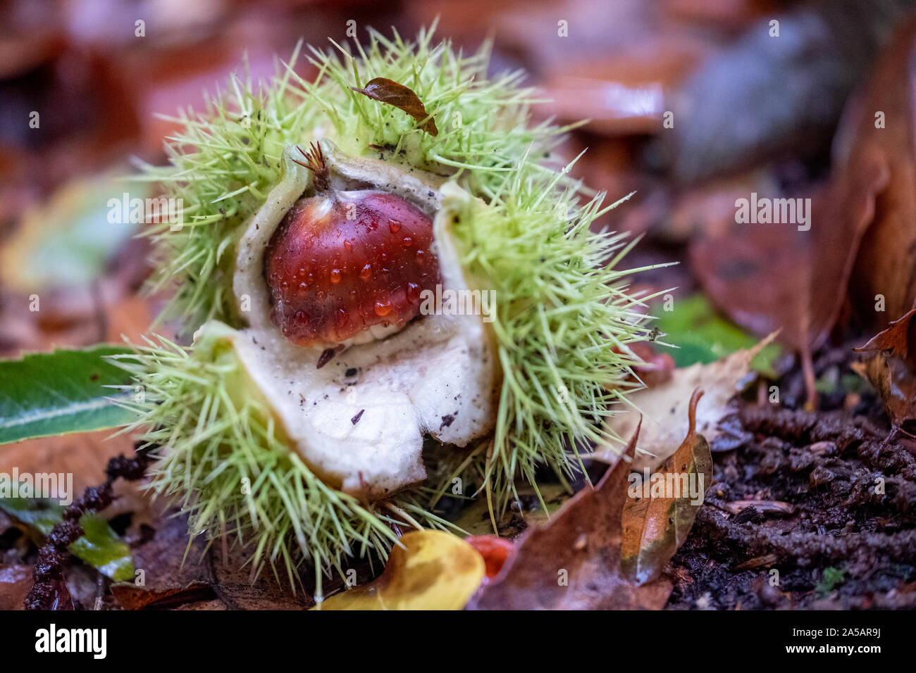 Woodland chestnuts hi-res stock photography and images - Alamy