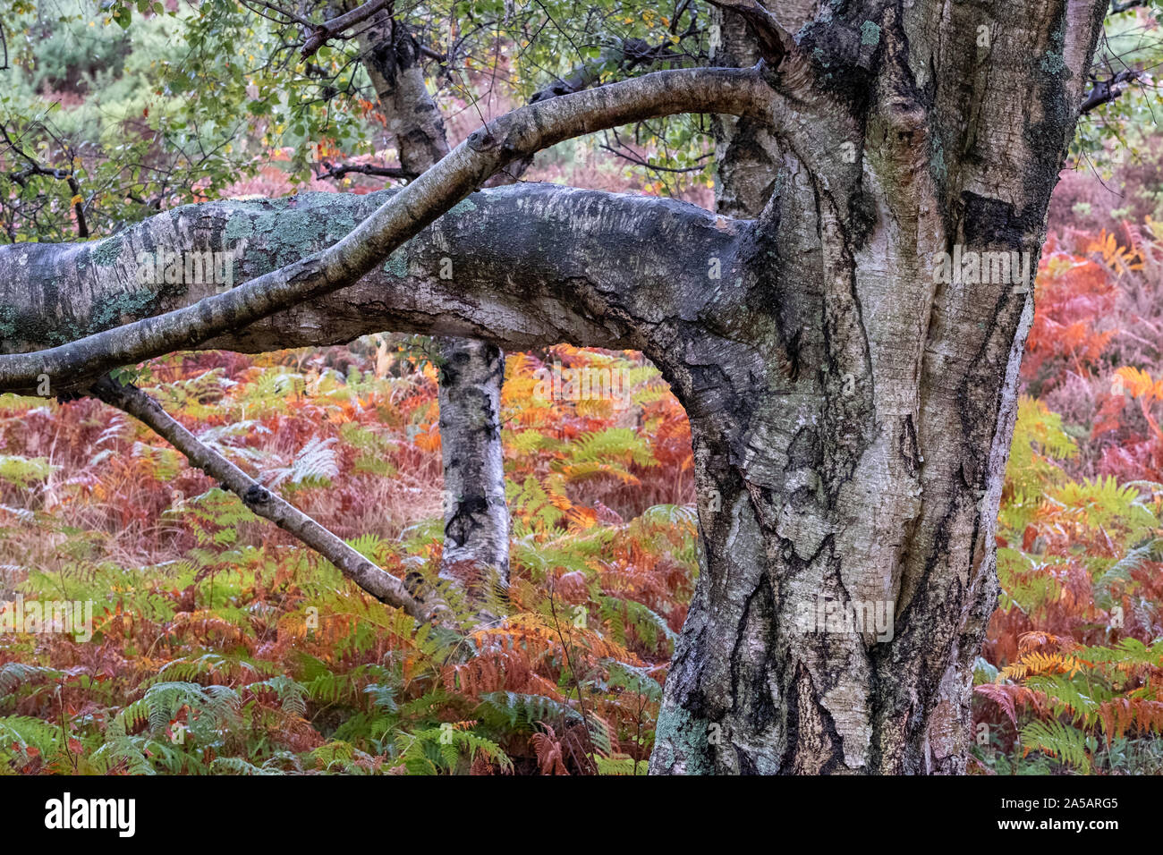 Arne bark hi-res stock photography and images - Alamy