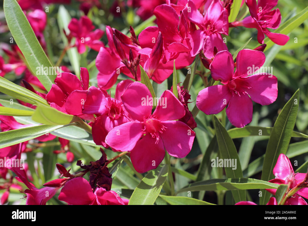 Beautiful bloom bright hi-res stock photography and images - Alamy