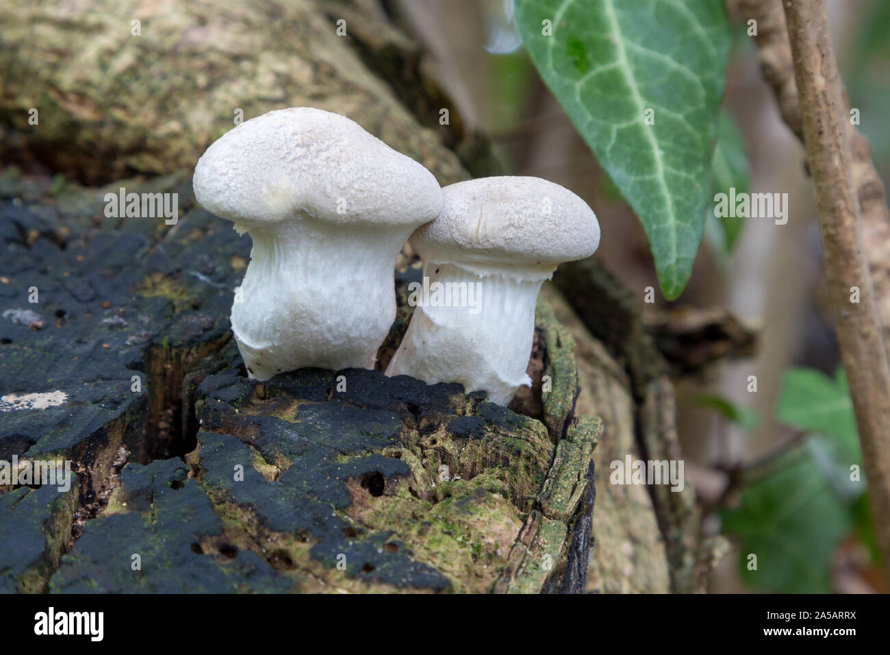 Dune fungi hi-res stock photography and images - Alamy