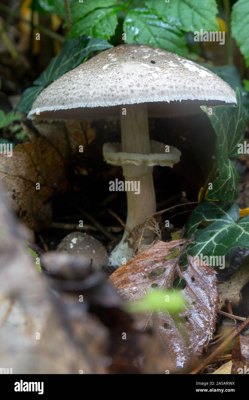 Fungus of sand dunes hi-res stock photography and images - Alamy