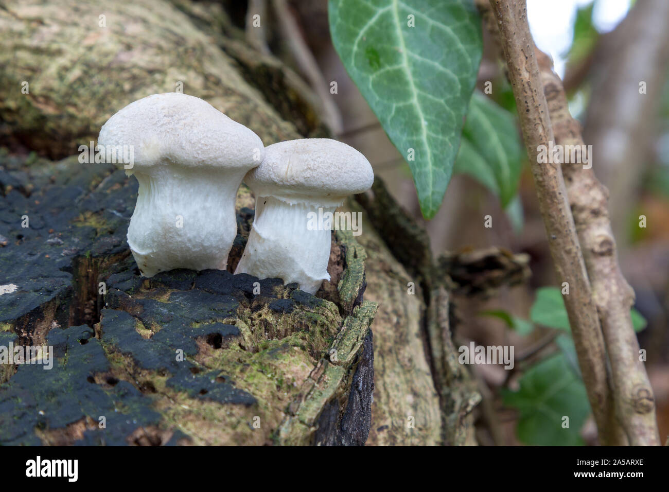 Lycoperdon pratense, known as meadow puffball, is commonly seen in sand ...