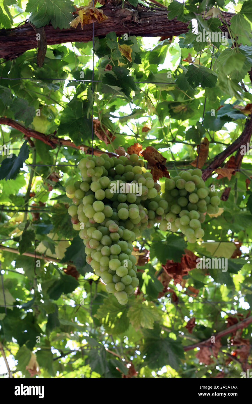Beautiful grape vines hi-res stock photography and images - Alamy