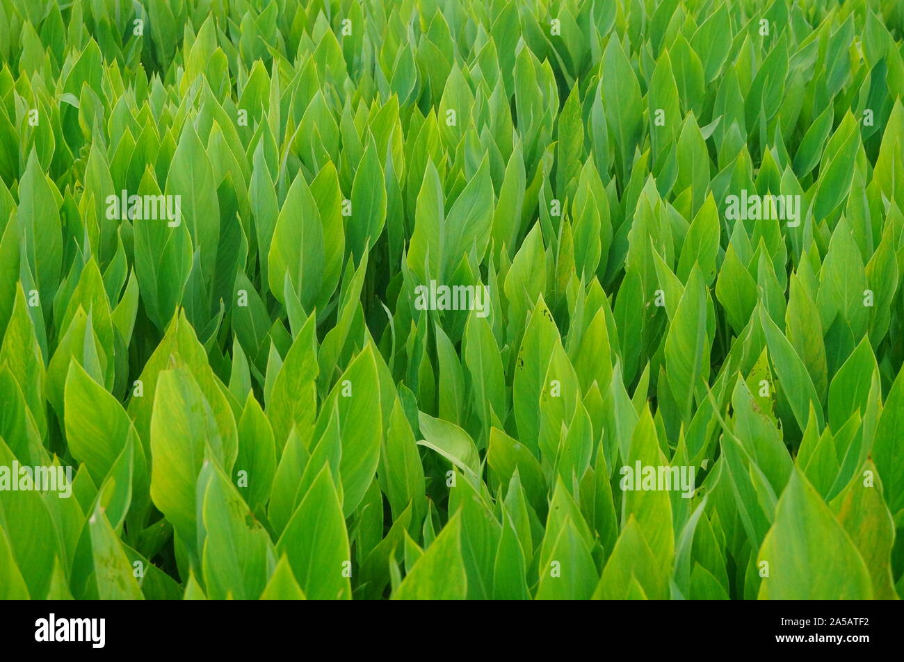Canna green plant landscape Stock Photo - Alamy
