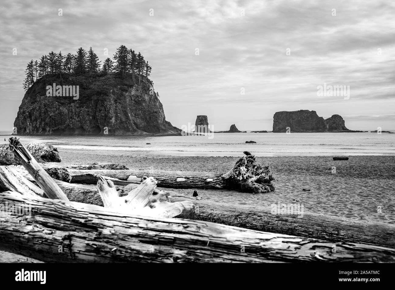 Dead birds beach Black and White Stock Photos & Images - Alamy