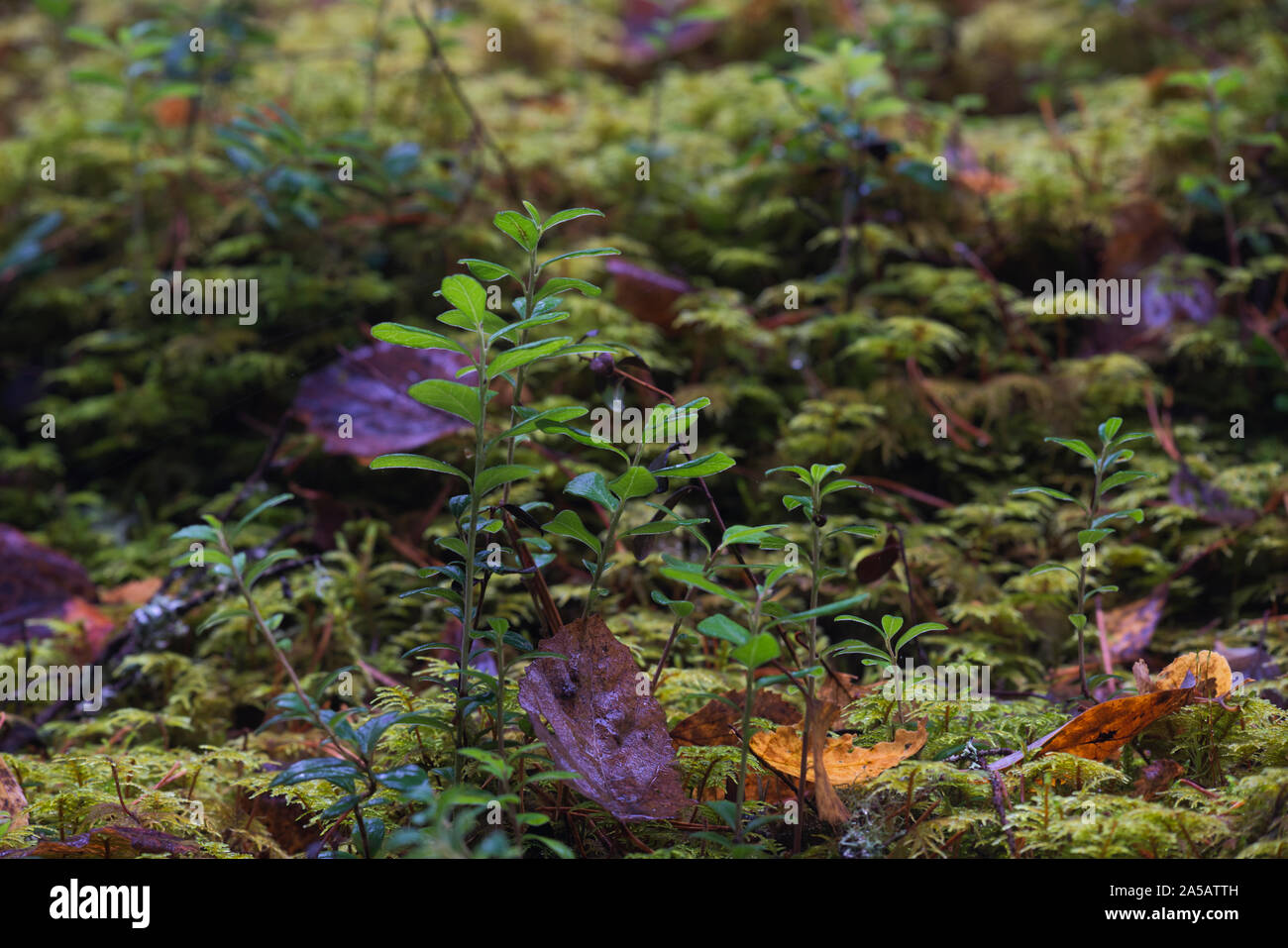 Floor of forest hi-res stock photography and images - Alamy