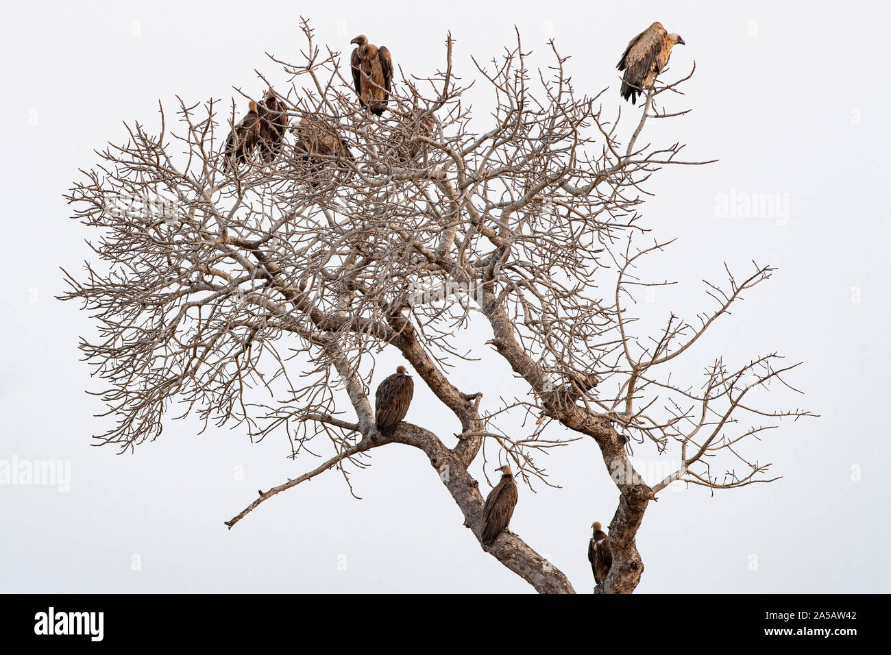 vulture on a tree in kruger park at sunset Stock Photo - Alamy