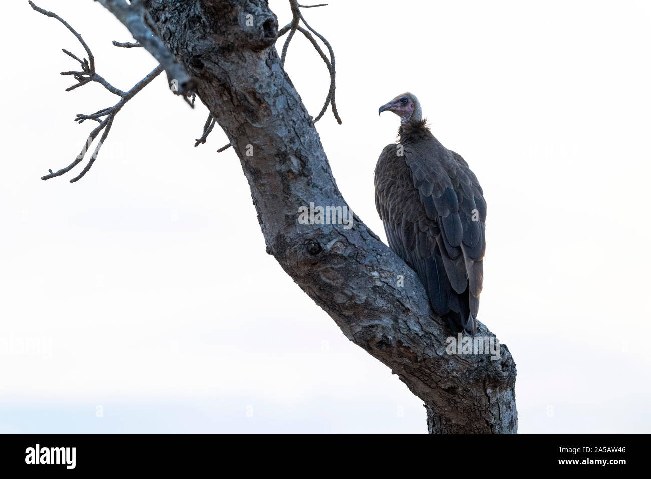 Vulture on a tree hi-res stock photography and images - Alamy