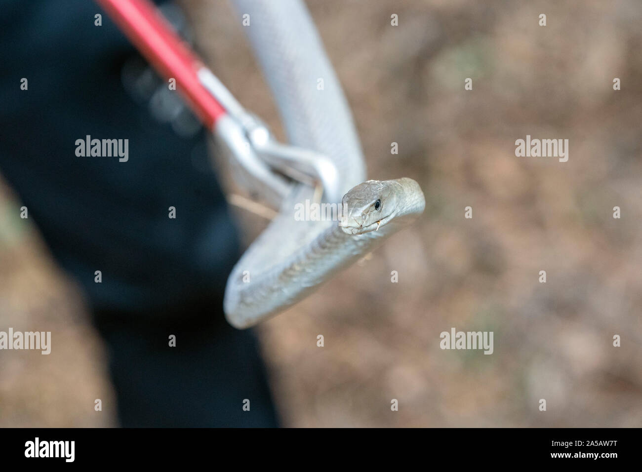 snake hunter with deadly Black mamba snake south africa close up ...