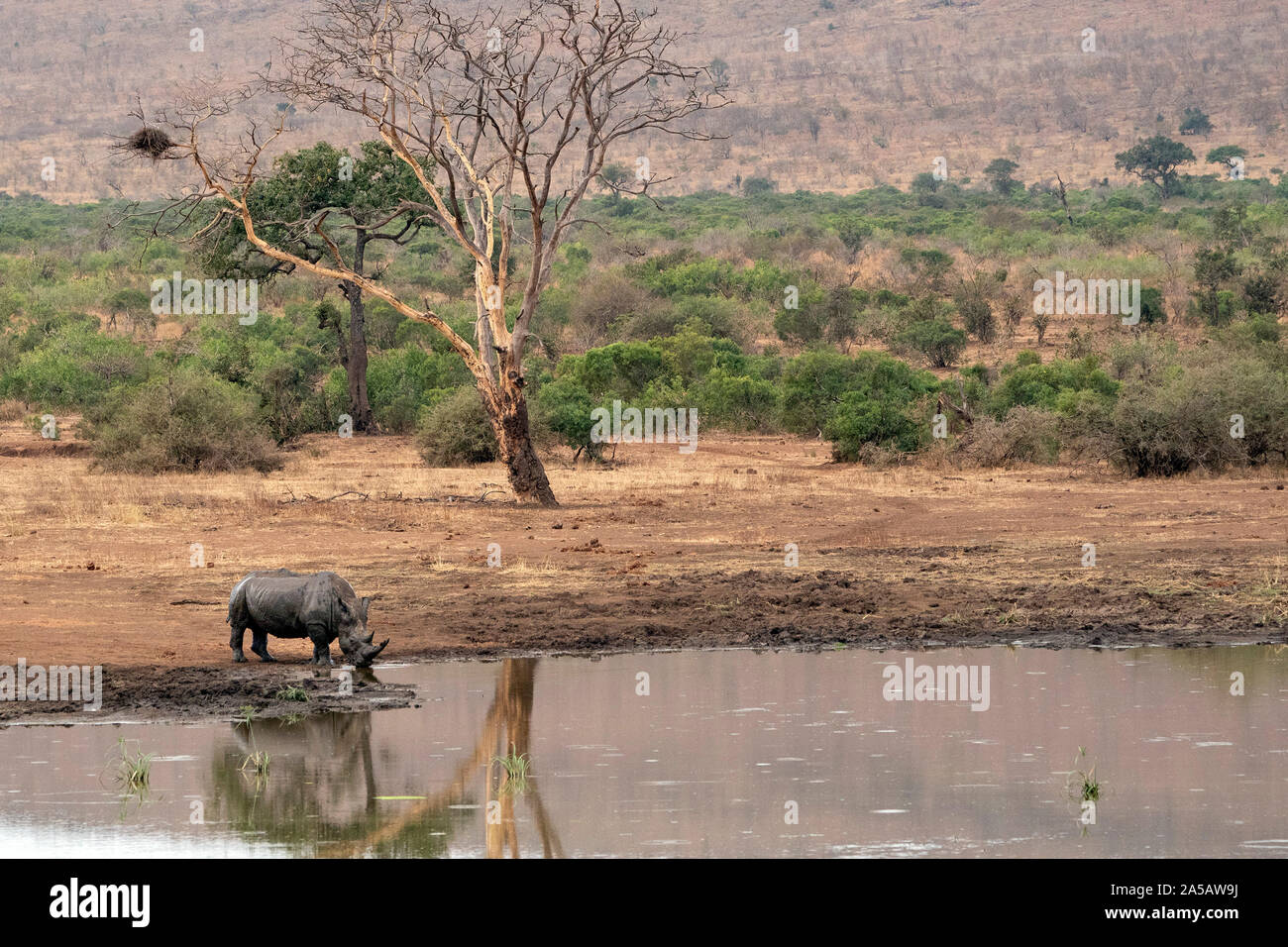 rhino drinking at the pool in kruger park south africa portrait Stock ...