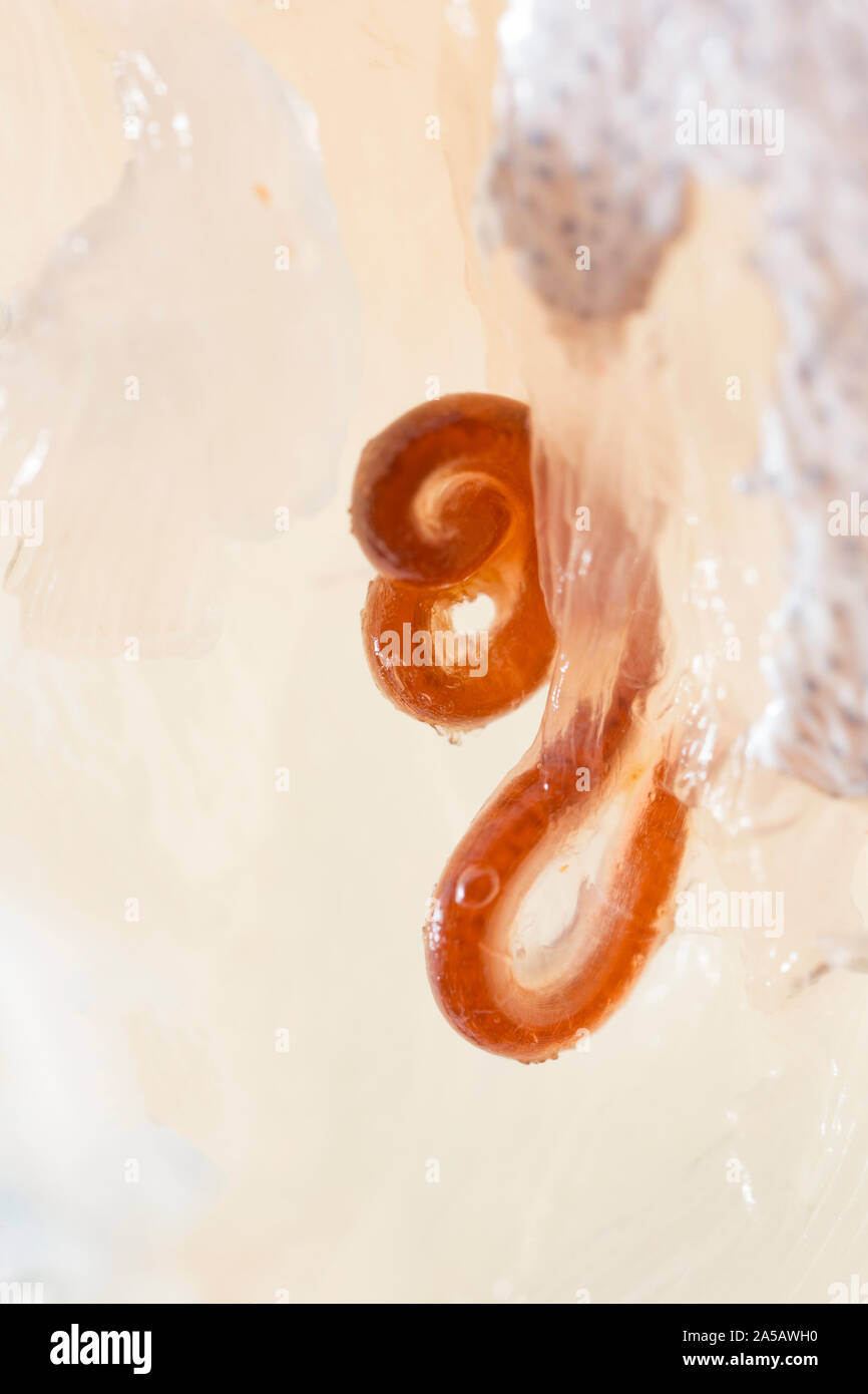 A live parasitic nematode worm in the flesh of a pouting, Trisopterus ...