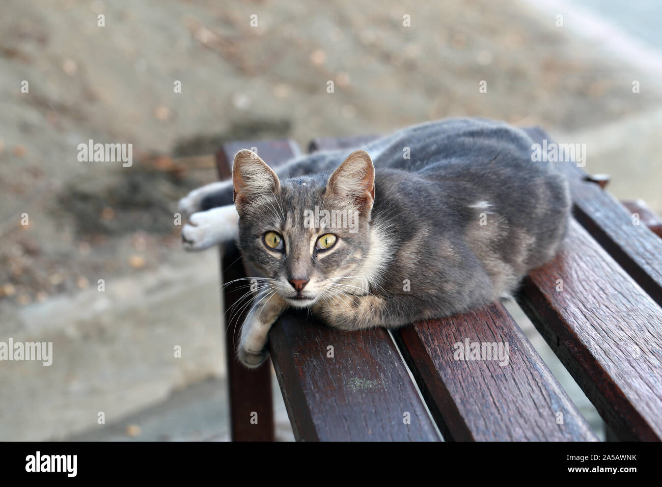 Cute wild cat photographed in the island of Cyprus. Fluffy, furry ...