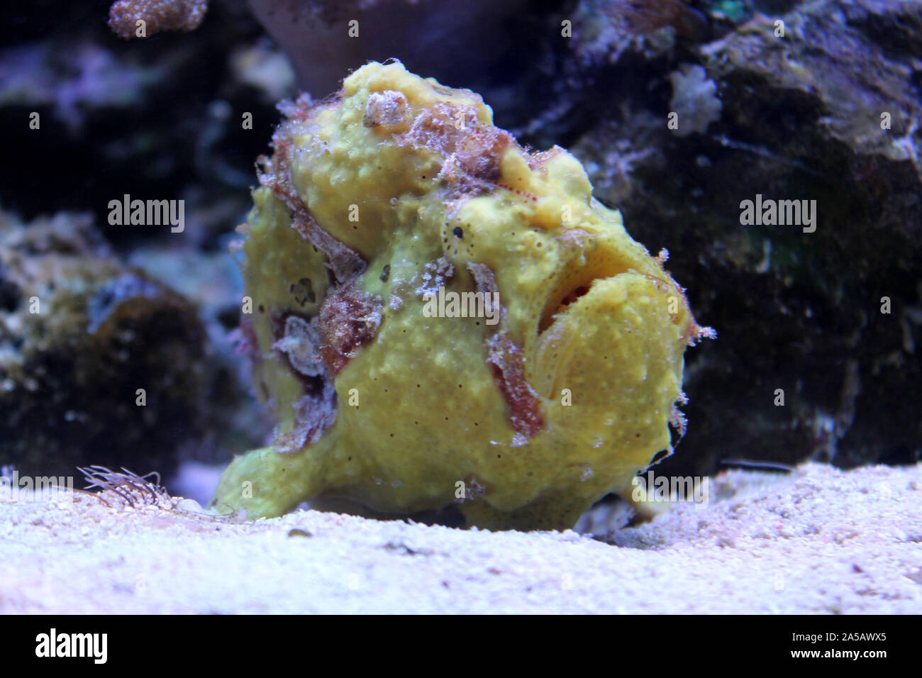 Ugly yellow frogfish lying on the sea bottom. Sea and ocean life ...