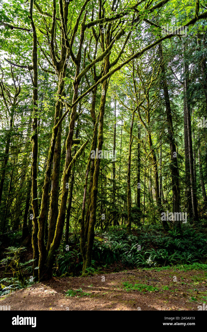 Forest in Canad Stock Photo - Alamy